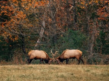 Best Places to See Elk in Ponca | Buffalo Outdoor Center