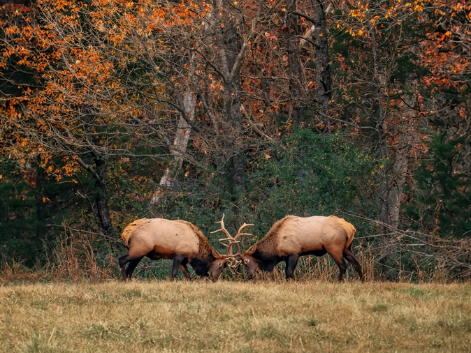 Best Places to See Elk in Ponca | Buffalo Outdoor Center