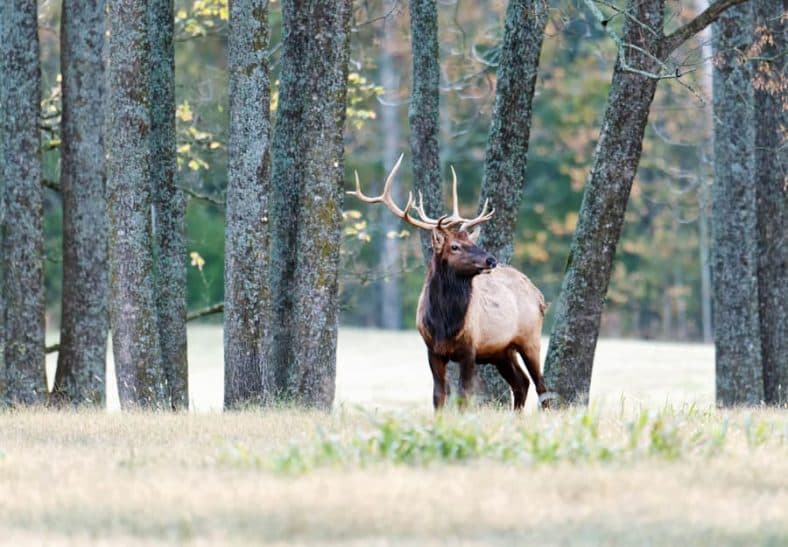 Fall Elk-Watching Season Now Prime in Ponca | Buffalo Outdoor Center