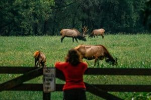 Best Places to See Elk in Ponca | Buffalo Outdoor Center