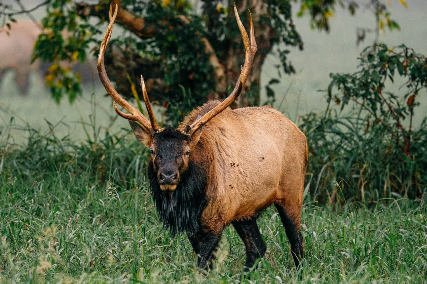 Best Places to See Elk in Ponca | Buffalo Outdoor Center