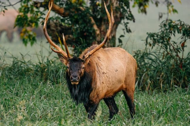 Best Places to See Elk in Ponca | Buffalo Outdoor Center