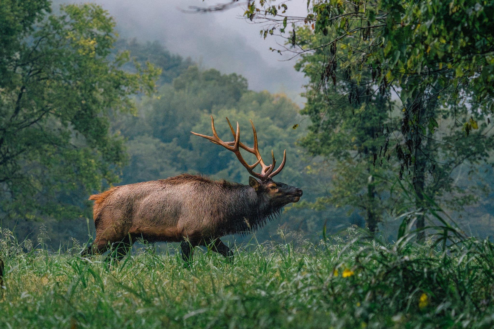 Best Places to See Elk in Ponca | Buffalo Outdoor Center