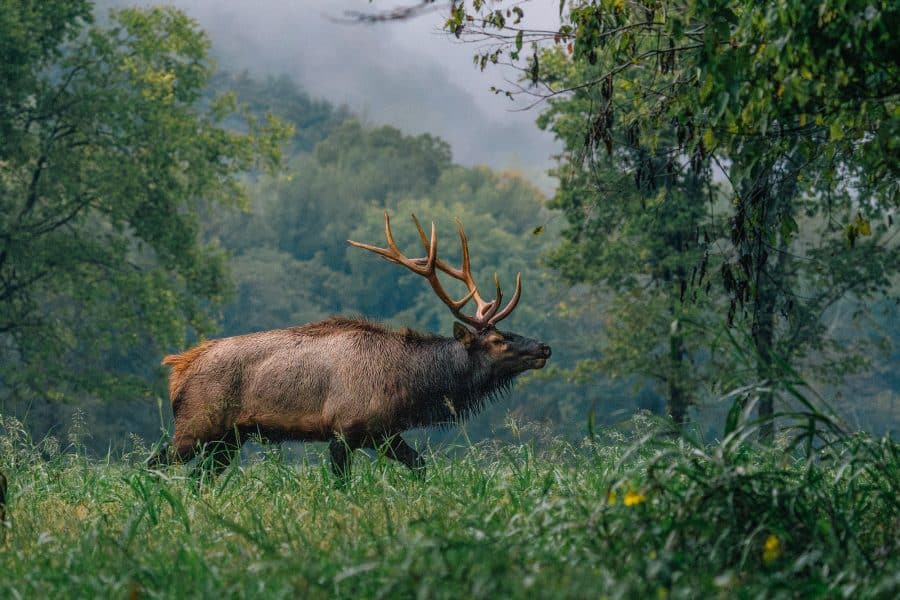 Best Places to See Elk in Ponca | Buffalo Outdoor Center